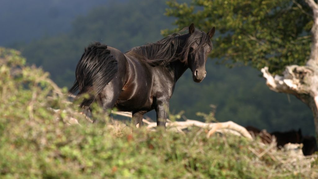 Pony di Esperia - LEO Italy | Livestock Environment Opendata