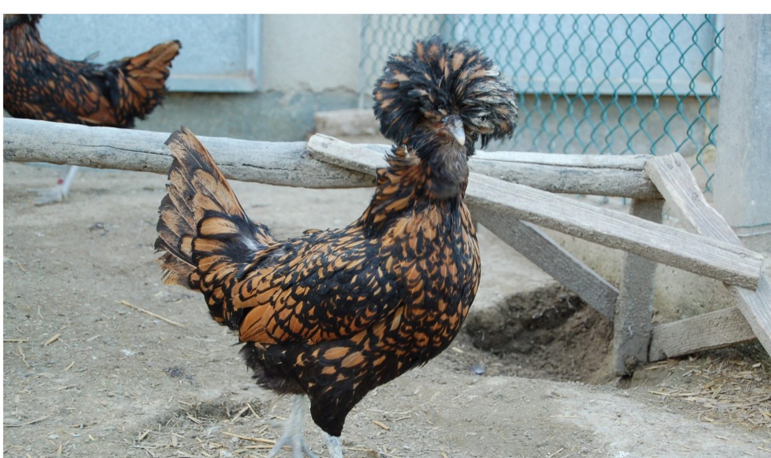 Padovana - LEO Italy | Livestock Environment Opendata