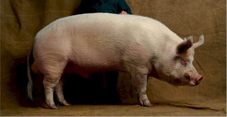 Large White Italiana - LEO Italy | Livestock Environment Opendata