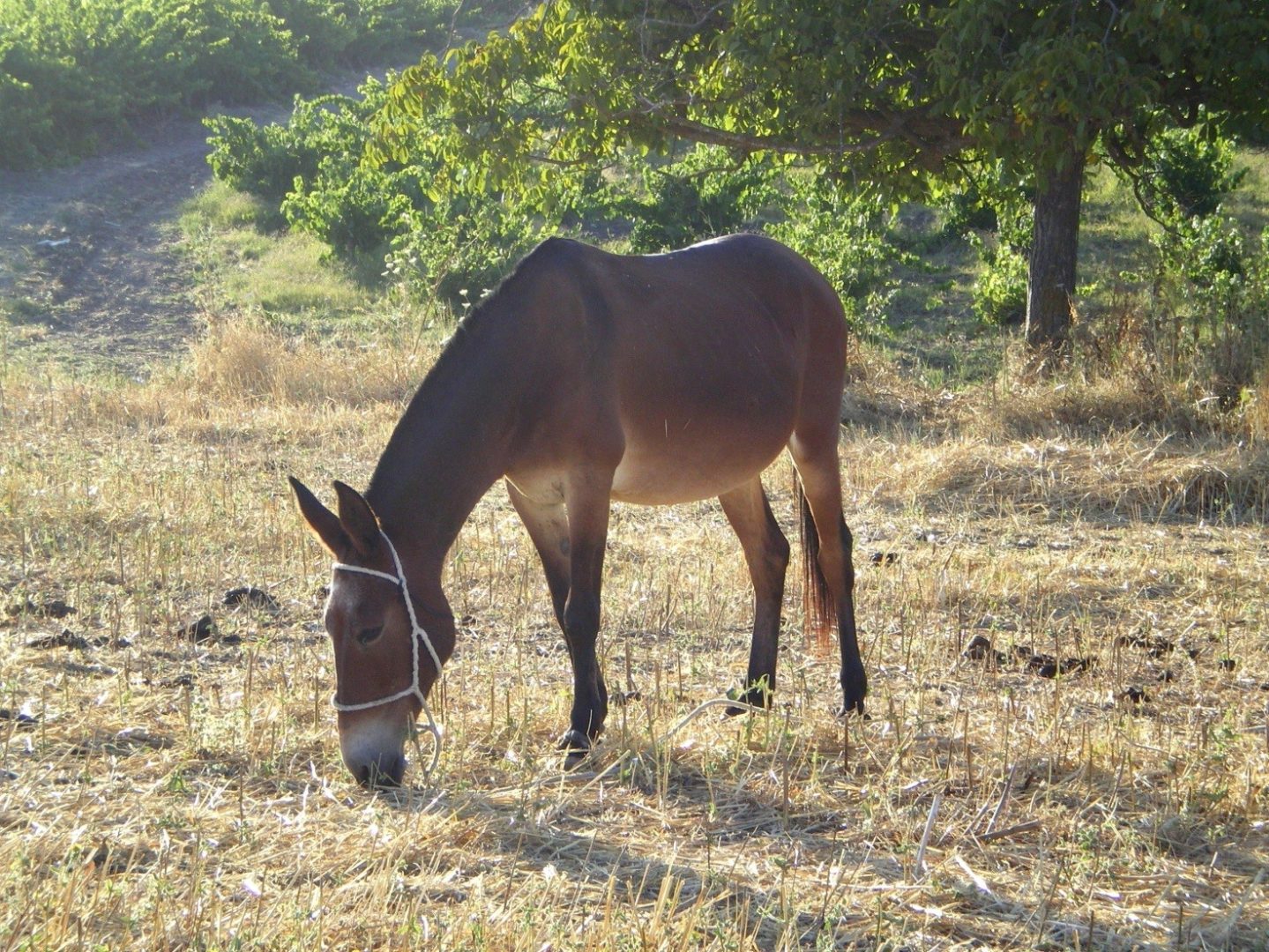 Mulo - LEO Italy | Livestock Environment Opendata