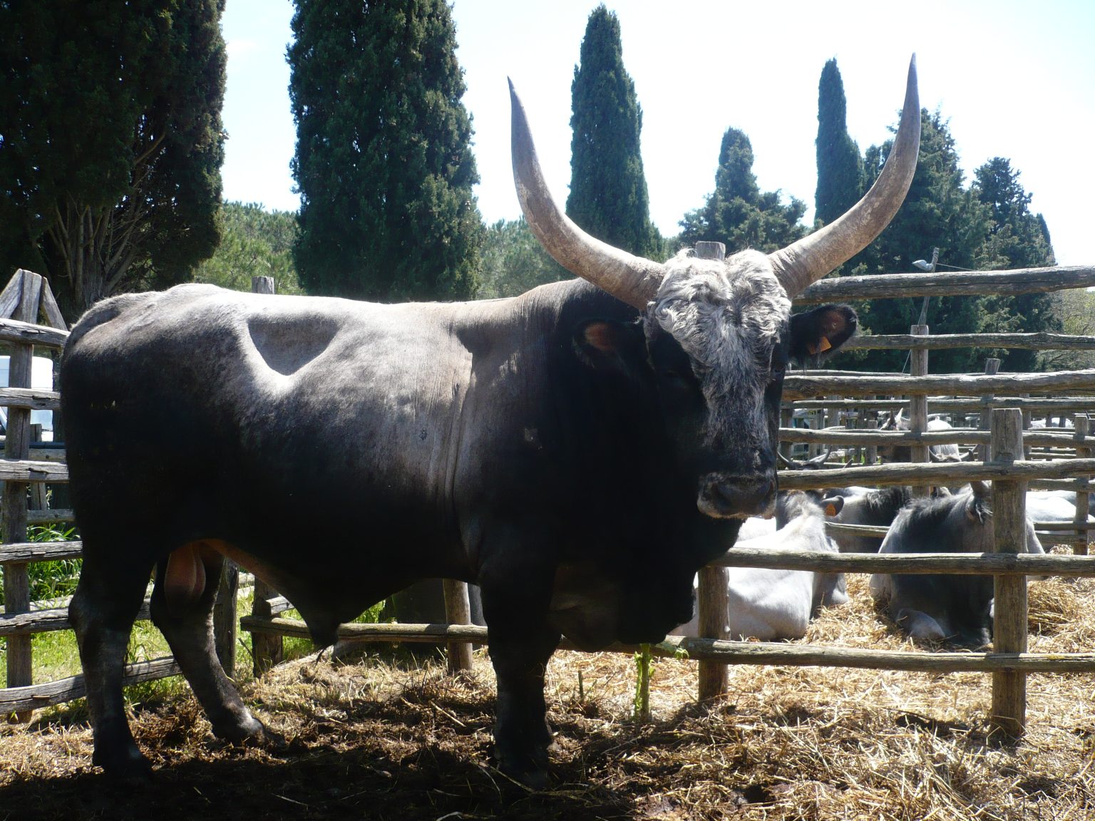 La razza Maremmana: esempio di biodiversità e di adattamento ambientale ...