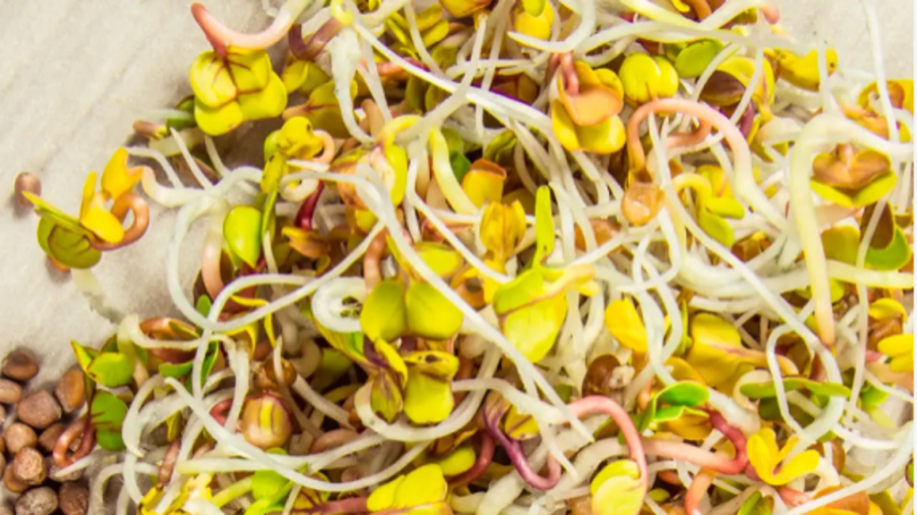 CiboCi è un nuovo alimento innovativo e funzionale - LEO Italy ...